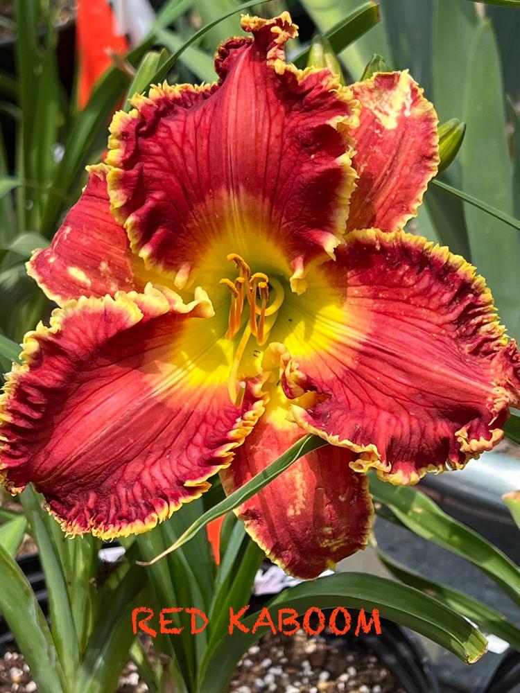 Photo of the bloom of Daylily (Hemerocallis 'Red Kaboom') posted by ...