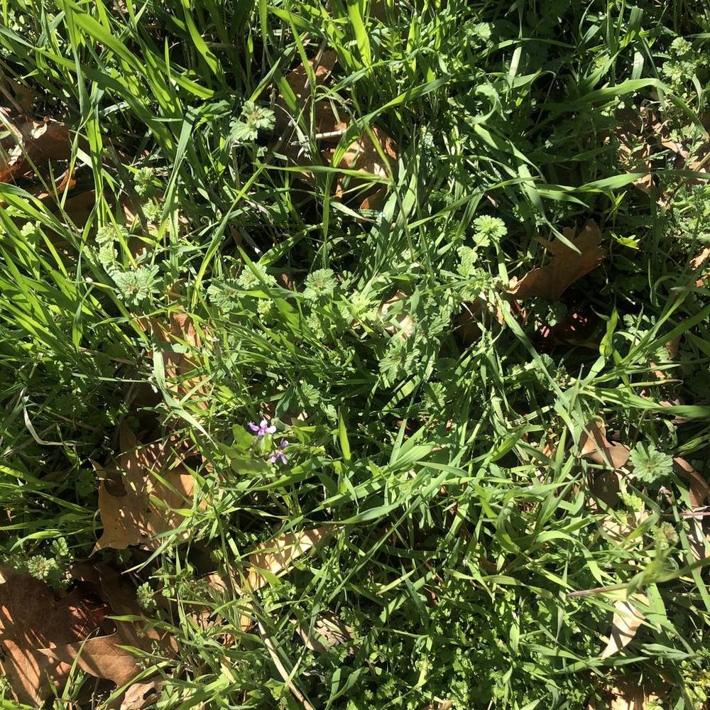 Photo of the entire plant of Purple Mustard (Chorispora tenella) posted ...
