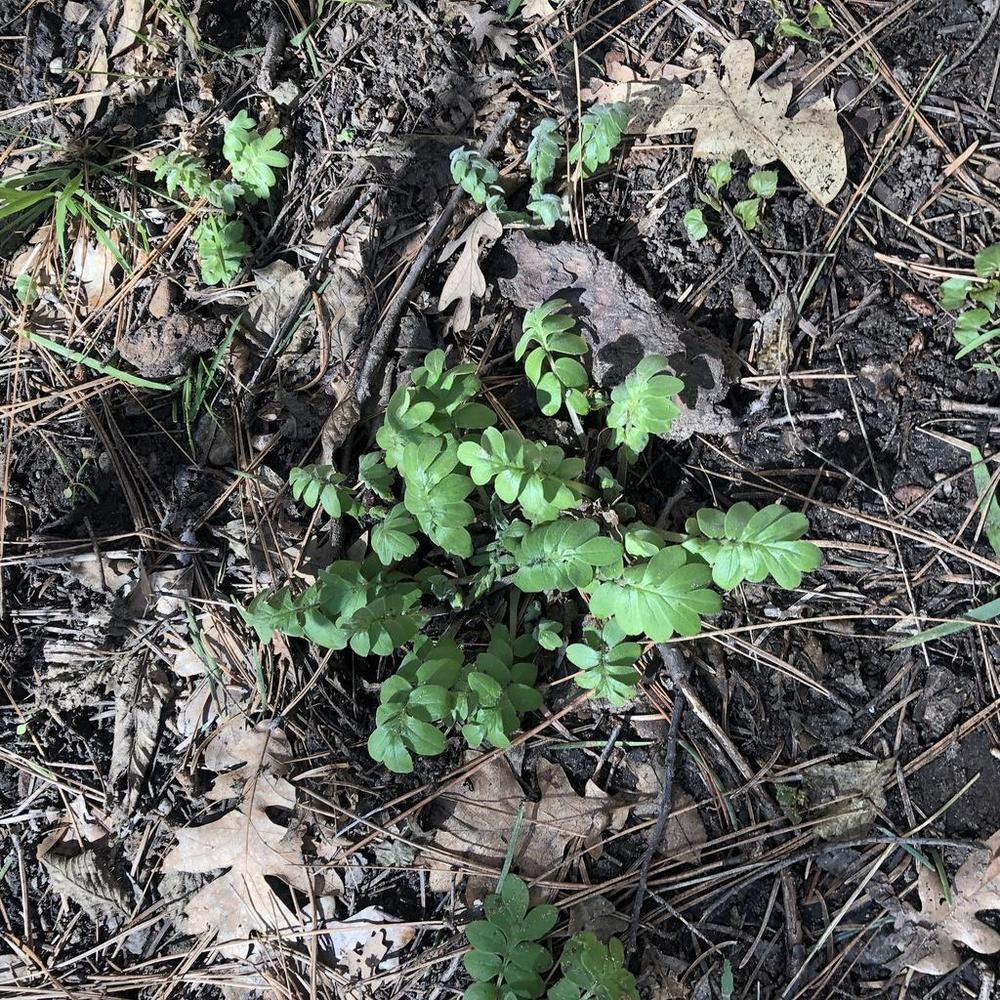 Photo of the entire plant of Western Waterleaf (Hydrophyllum ...