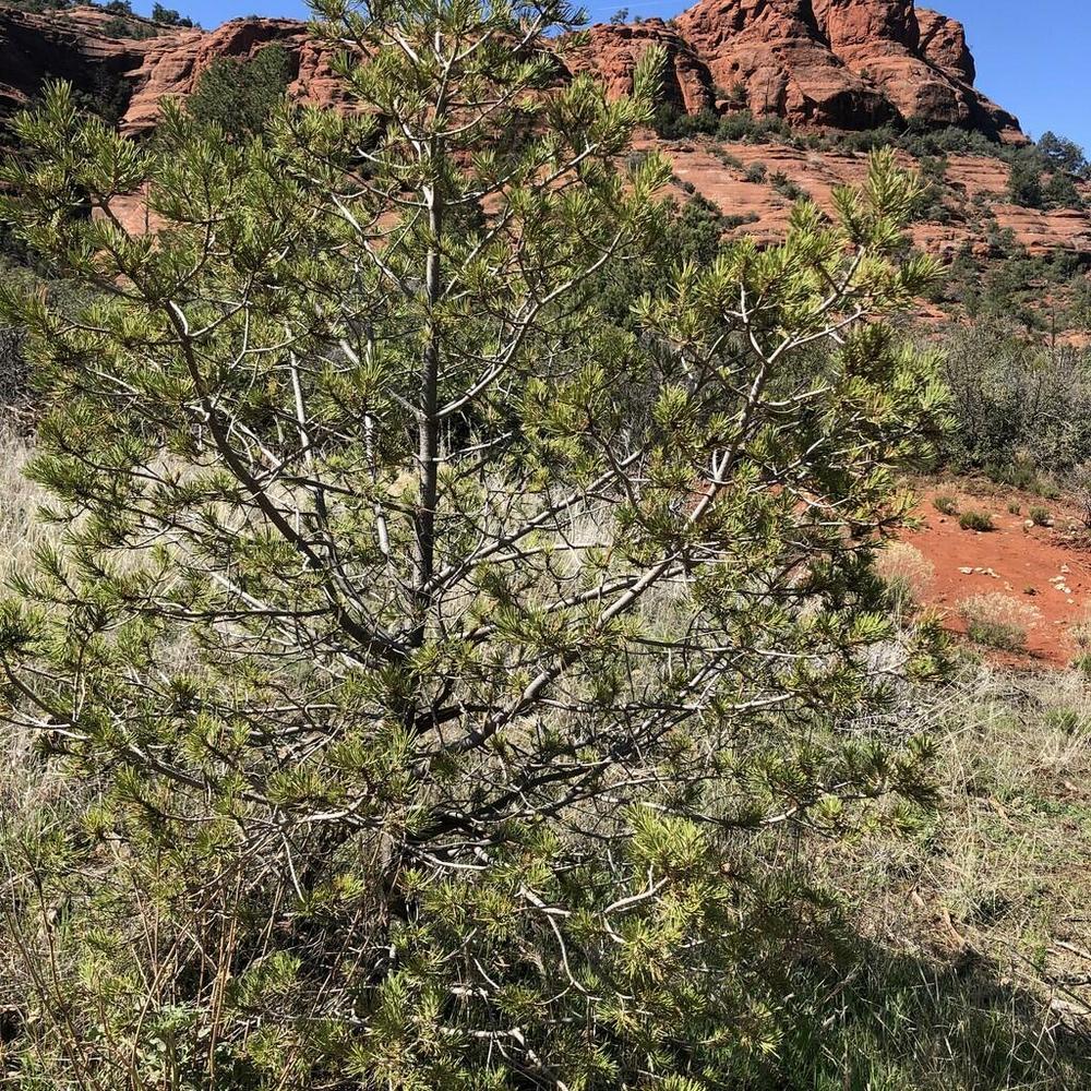 Photo of the entire plant of Two-Needle Pinon Pine (Pinus edulis ...