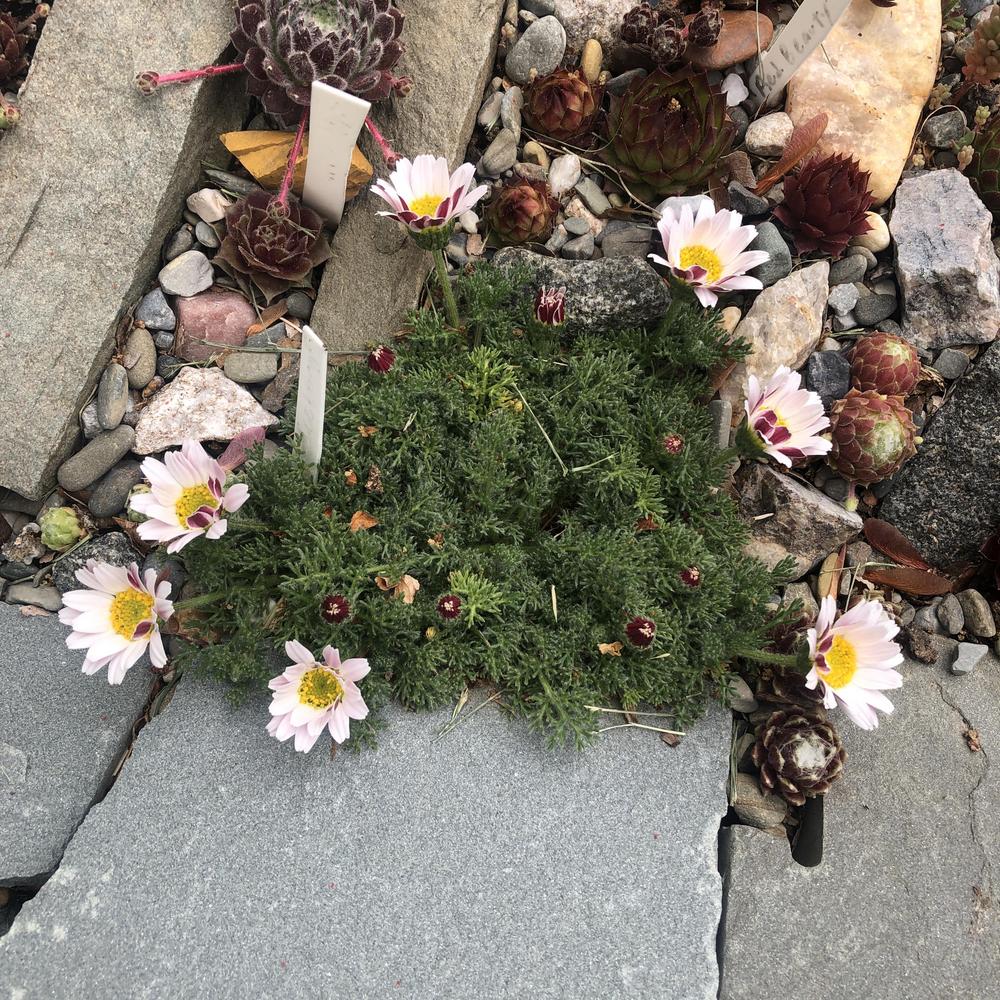 Photo of the entire plant of Mount Atlas Daisy (Anacyclus pyrethrum ...