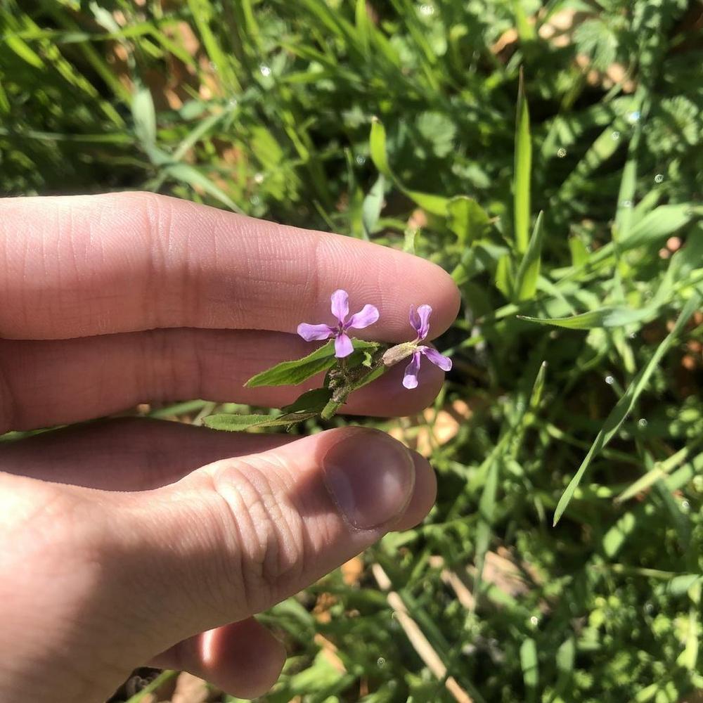Photo of the bloom of Purple Mustard (Chorispora tenella) posted by ...