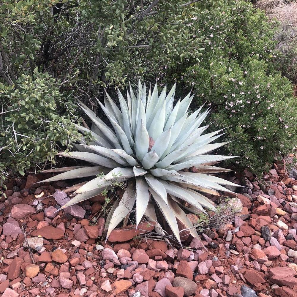 Photo of the entire plant of Parry's Agave (Agave parryi) posted by ...