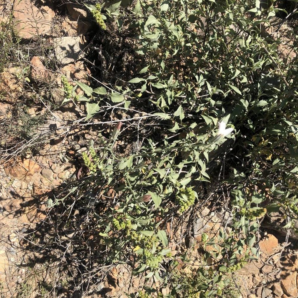 Bursage (Ambrosia deltoidea) - Garden.org