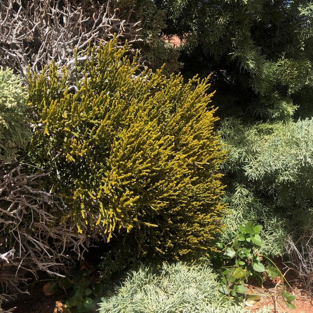 Photo of the entire plant of Juniper Mistletoe (Phoradendron ...