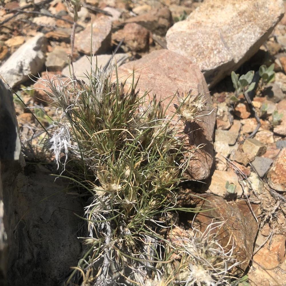Photo of the entire plant of Fluff Grass (Munroa pulchella) posted by ...