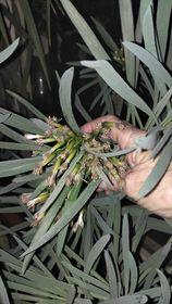 How to propagate from seed this plant Senecio (Kleinia neriifolia) in ...