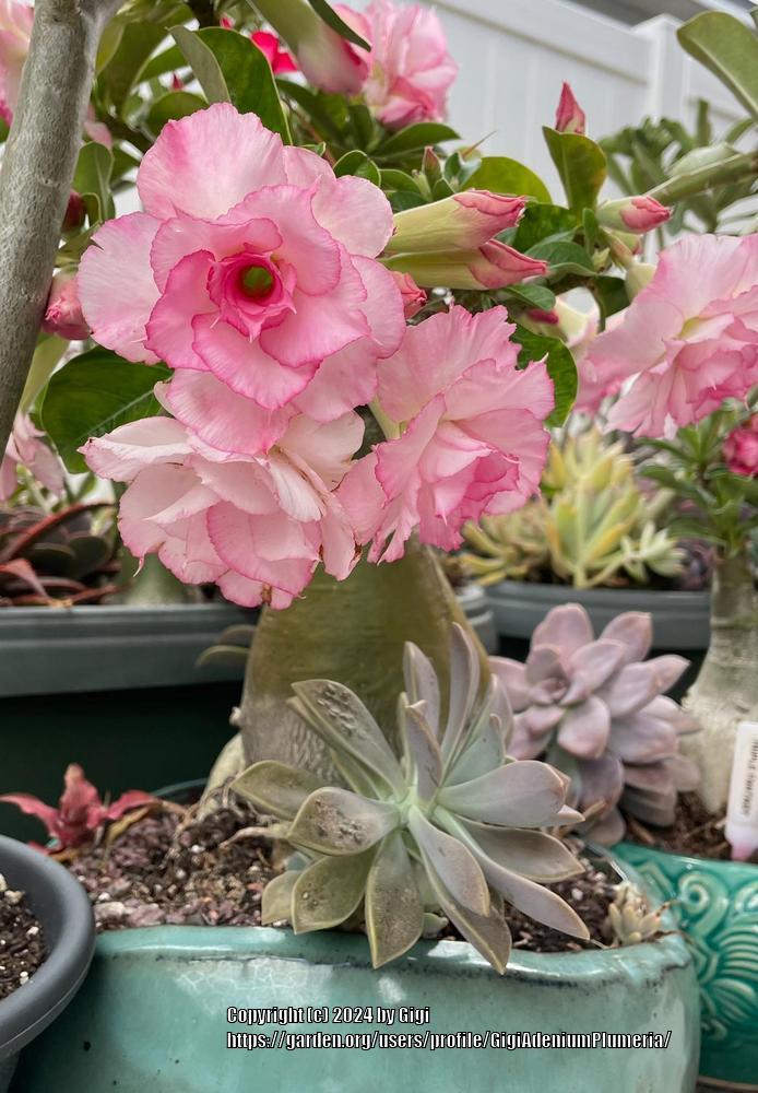 Photo of the entire plant of Desert Rose (Adenium 'Good Luck') posted ...