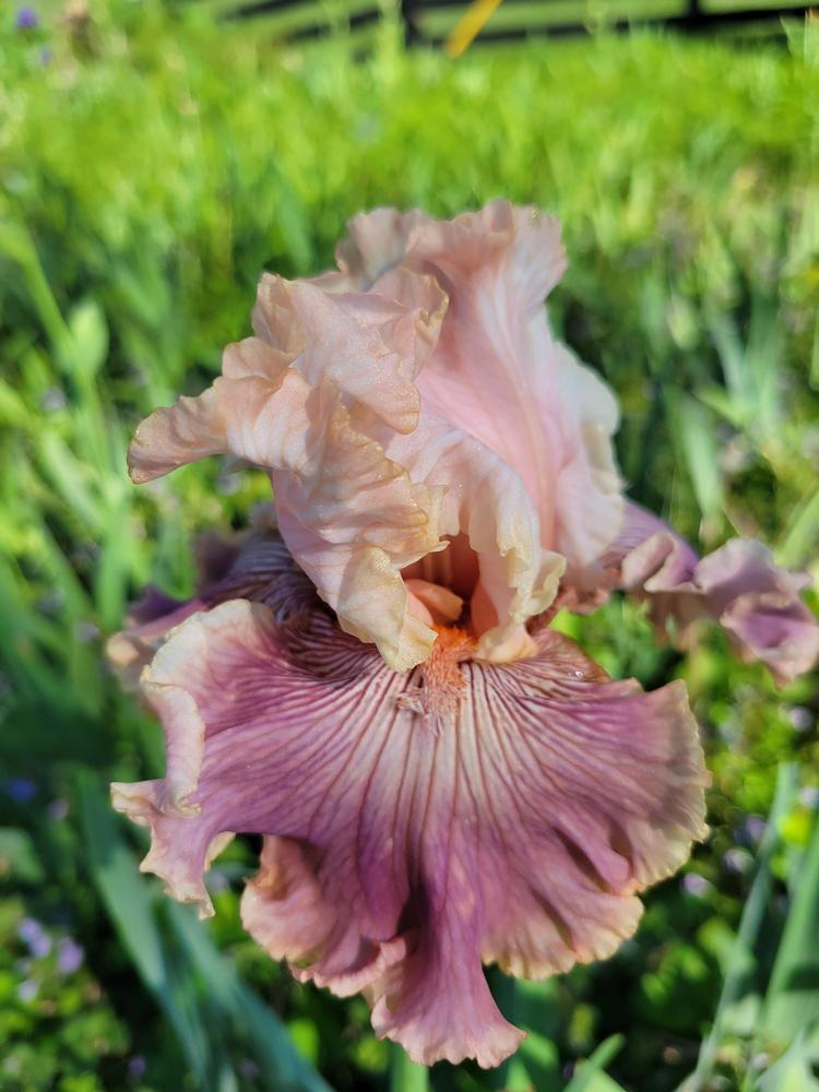 Tall Bearded Iris (Iris 'Classical') in the Irises Database - Garden.org