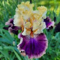 Photo of the bloom of Tall Bearded Iris (Iris 'Coat of Many Colors ...