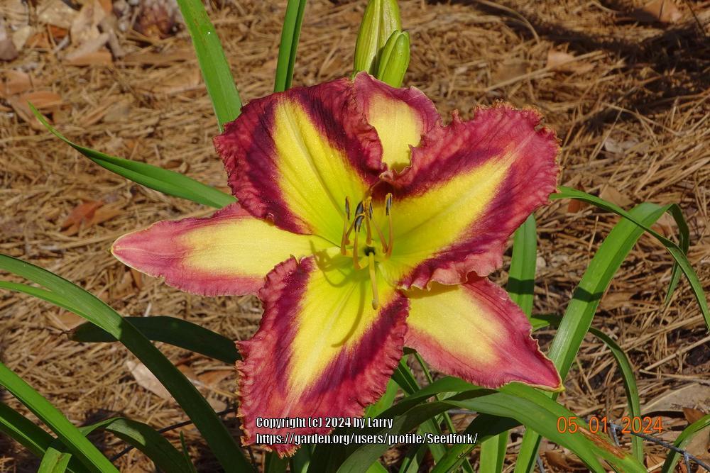 May Blooms 2024 in the Daylilies forum - Garden.org