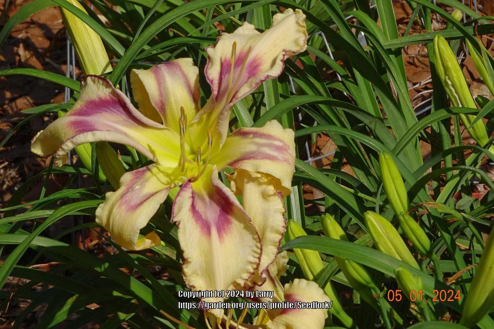 May Blooms 2024 in the Daylilies forum - Garden.org