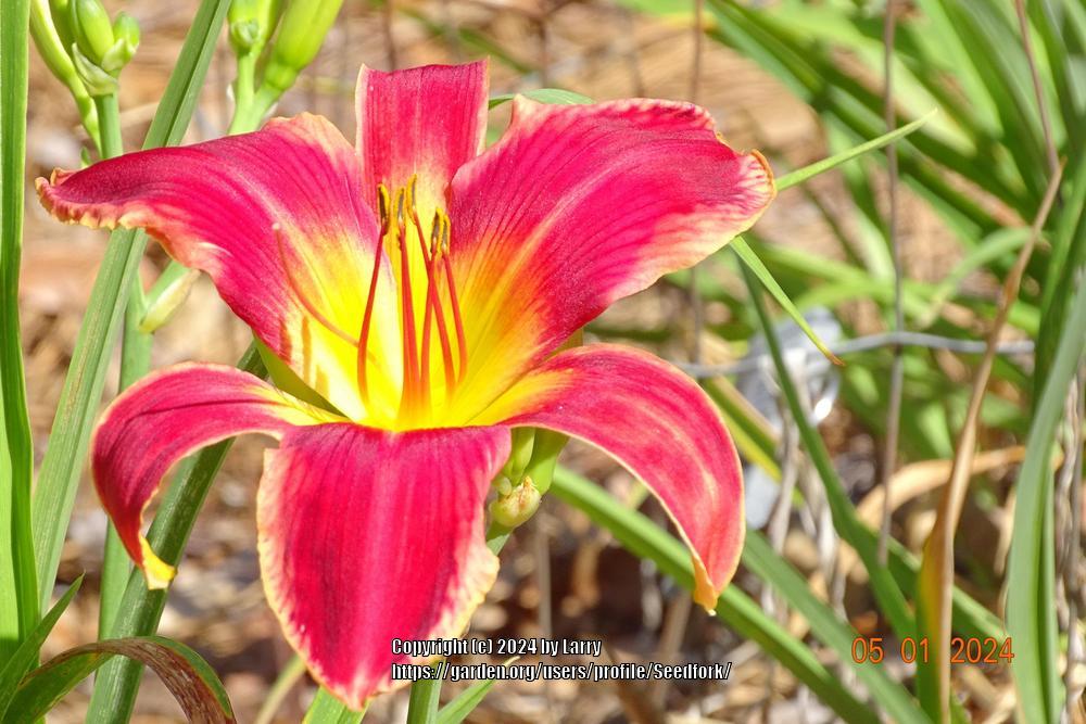 May Blooms 2024 in the Daylilies forum - Garden.org
