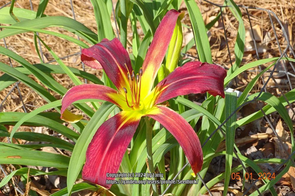 May Blooms 2024 in the Daylilies forum - Garden.org