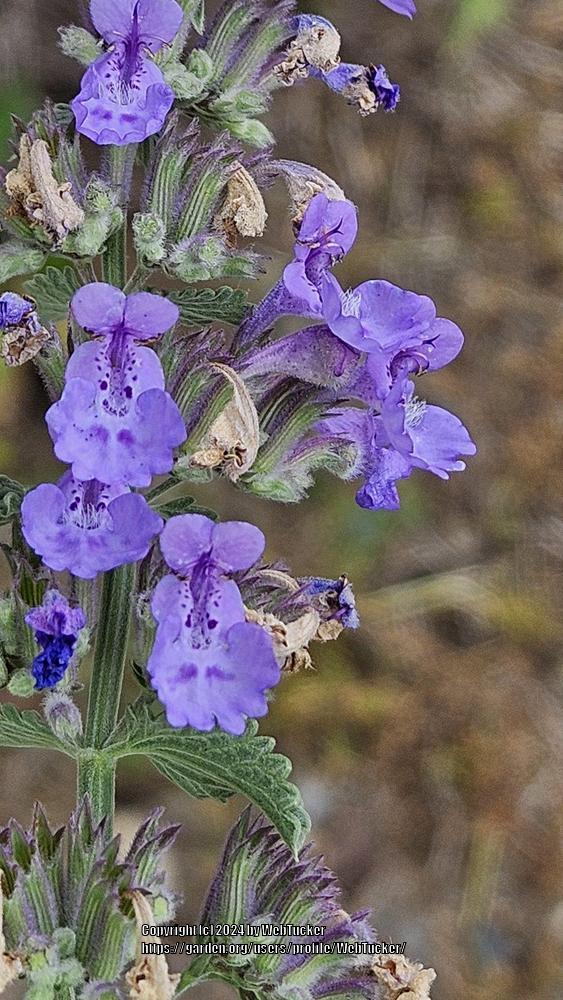 Photo of the stamens, filaments and pistils of Russian Sage (Salvia ...