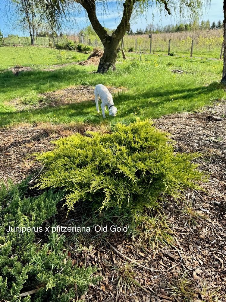 Photo of the entire plant of Chinese Juniper (Juniperus x pfitzeriana ...