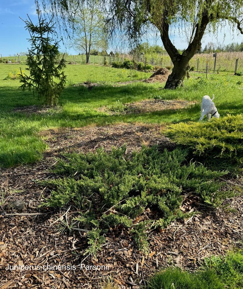 Chinese Juniper (Juniperus chinensis 'Parsonii Variegata') - Garden.org