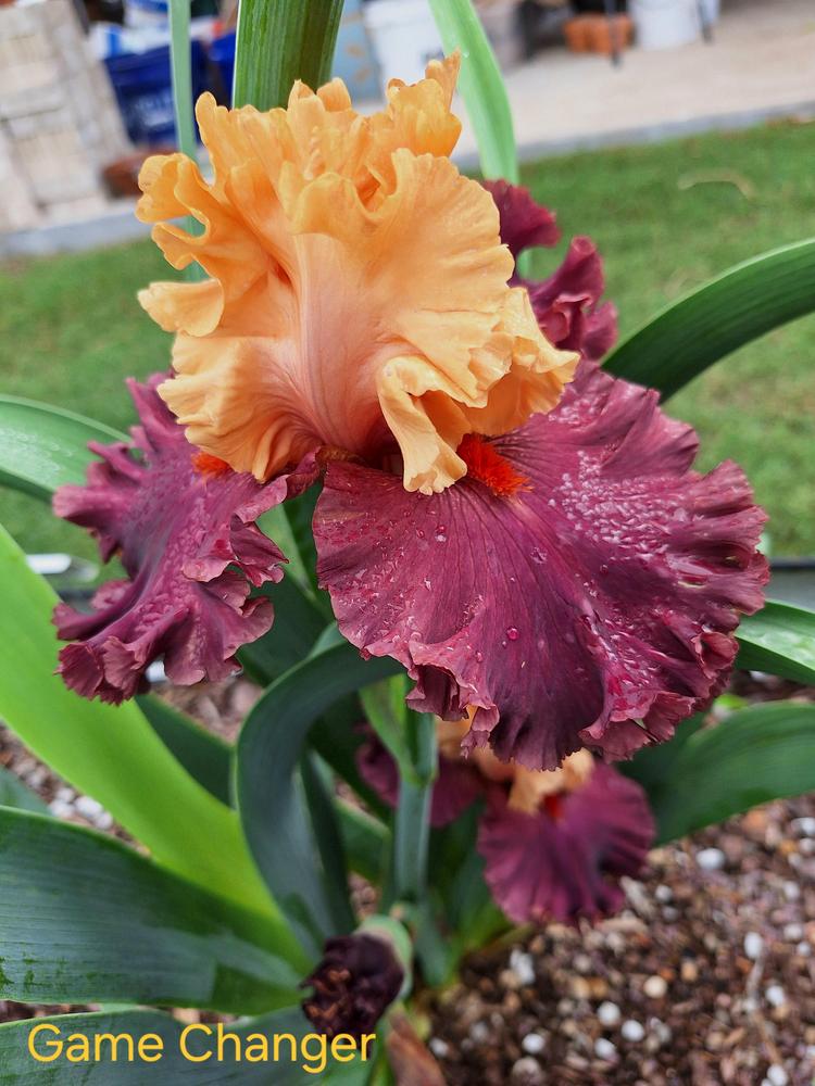 Photo of the bloom of Tall Bearded Iris (Iris 'Game Changer') posted by javaMom - Garden.org