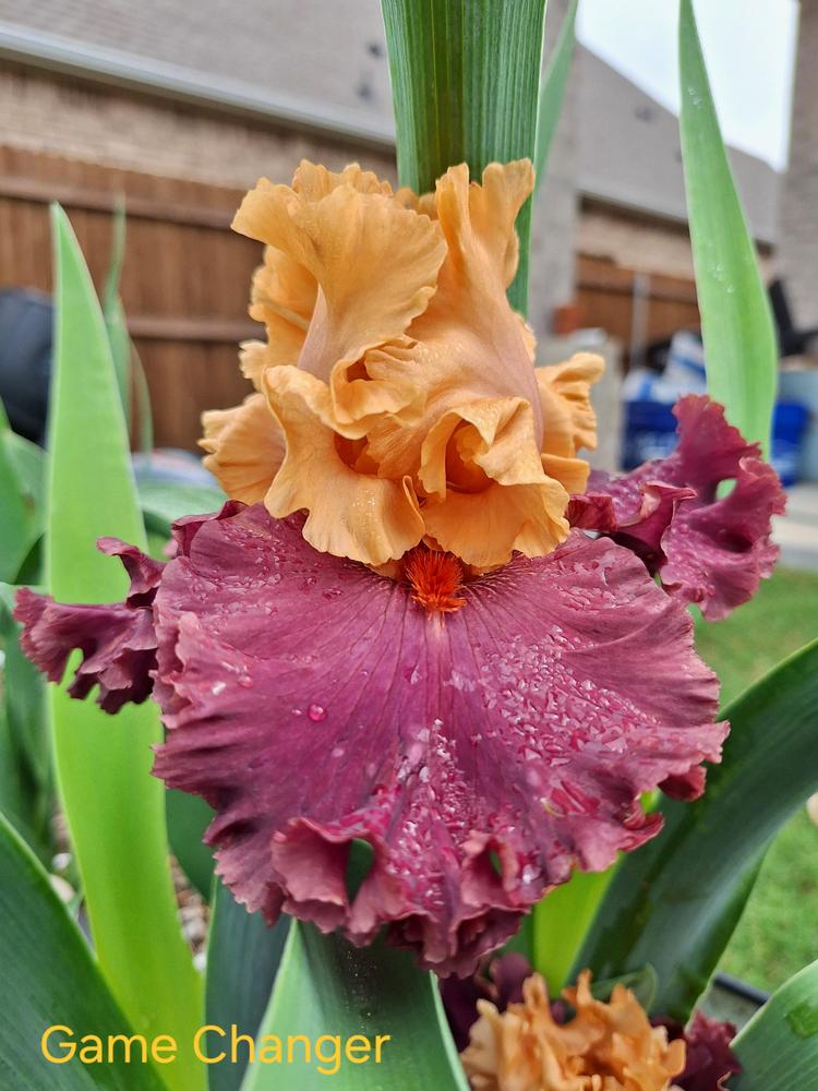 Photo of the bloom of Tall Bearded Iris (Iris 'Game Changer') posted by javaMom - Garden.org