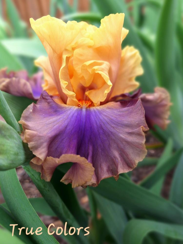 Photo of the bloom of Tall Bearded Iris (Iris 'True Colors') posted by ...