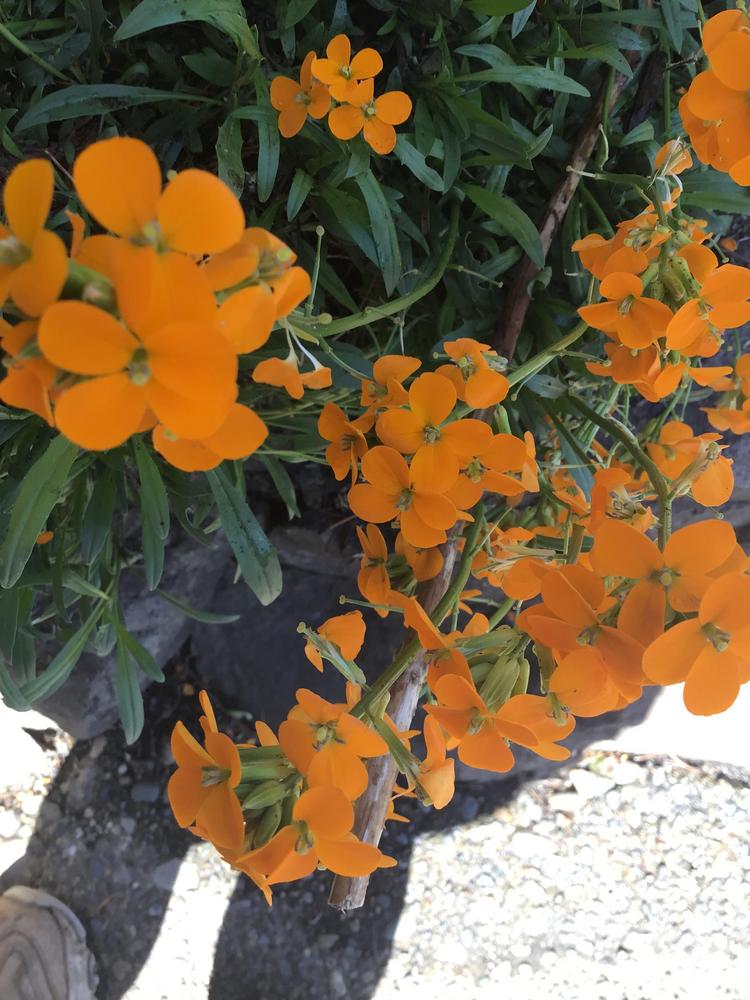 Wallflower (Erysimum linifolium Citrona® Orange) - Garden.org