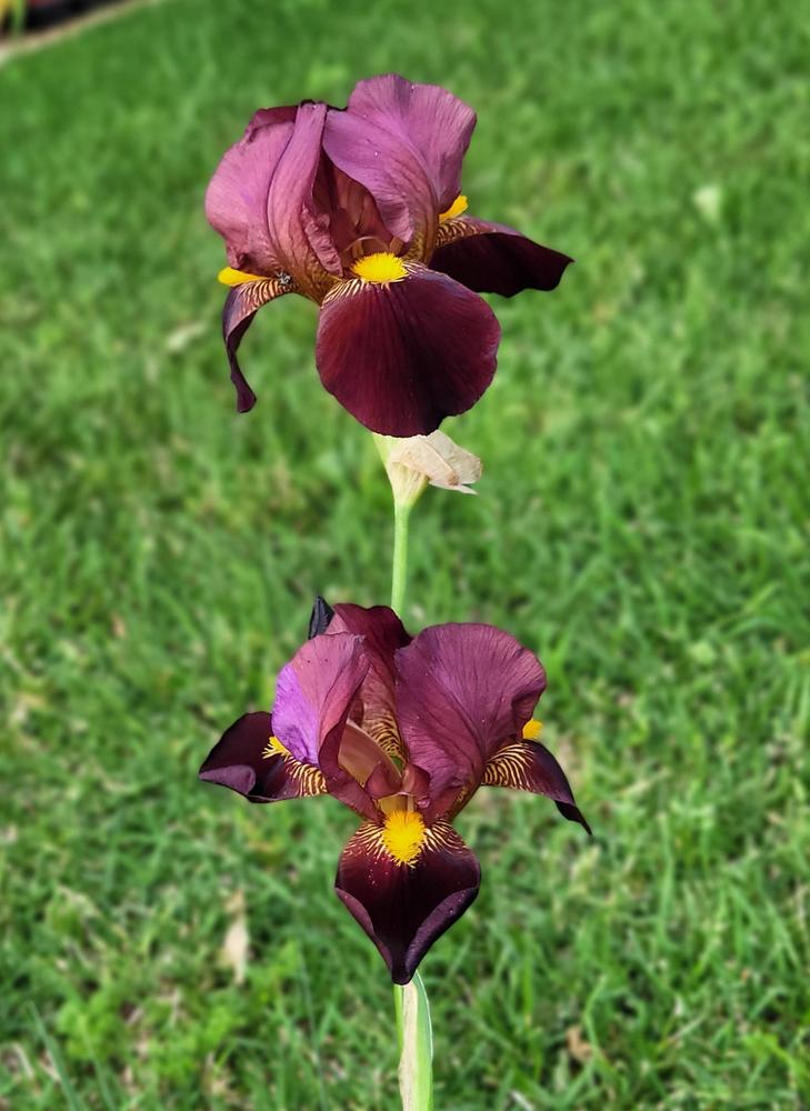 Photo of the bloom of Tall Bearded Iris (Iris 'Exotic Fire') posted by ...