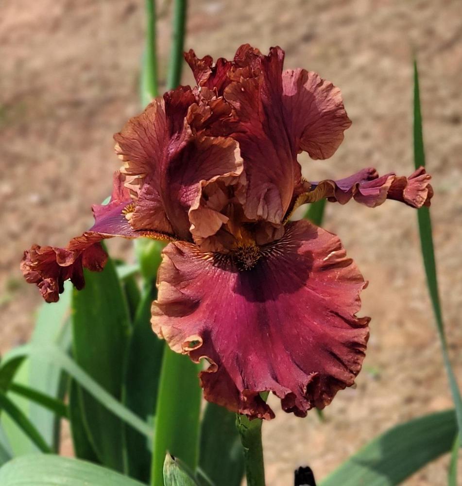 Photo of the bloom of Tall Bearded Iris (Iris 'Working Class Hero ...