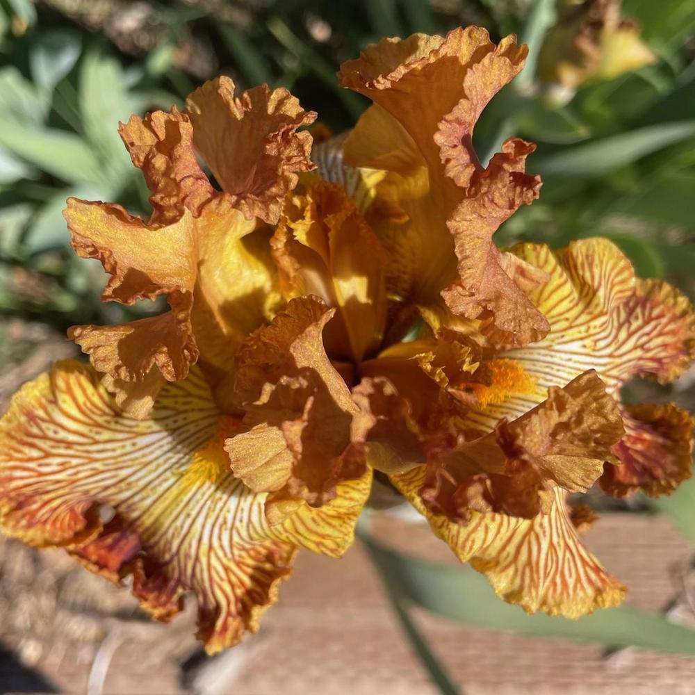 Photo of the bloom of Tall Bearded Iris (Iris 'Tiger Shark') posted by ...