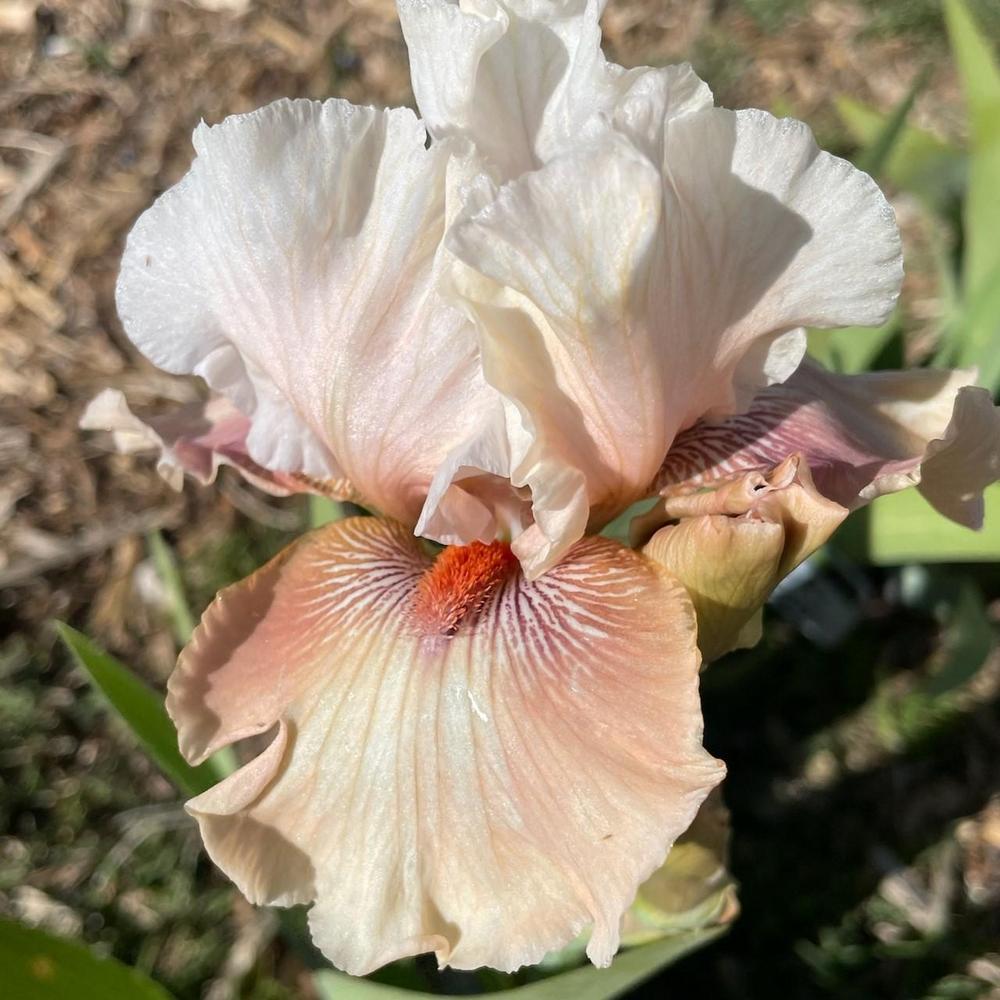 Photo of the bloom of Tall Bearded Iris (Iris 'Royal Pink') posted by ...