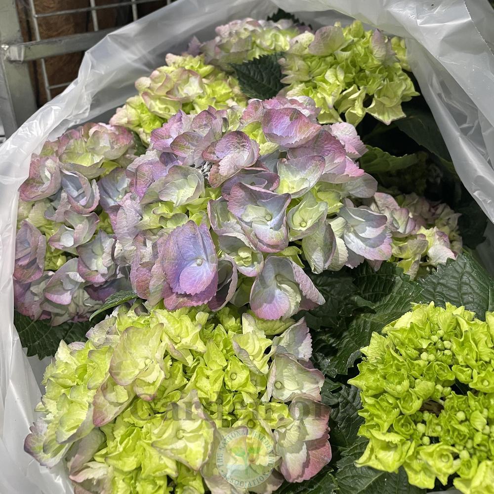 Bigleaf Hydrangea (Hydrangea macrophylla HI™ River) in the Hydrangeas ...