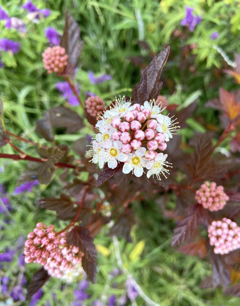 Photo of the bloom of Eastern Ninebark (Physocarpus opulifolius Summer ...