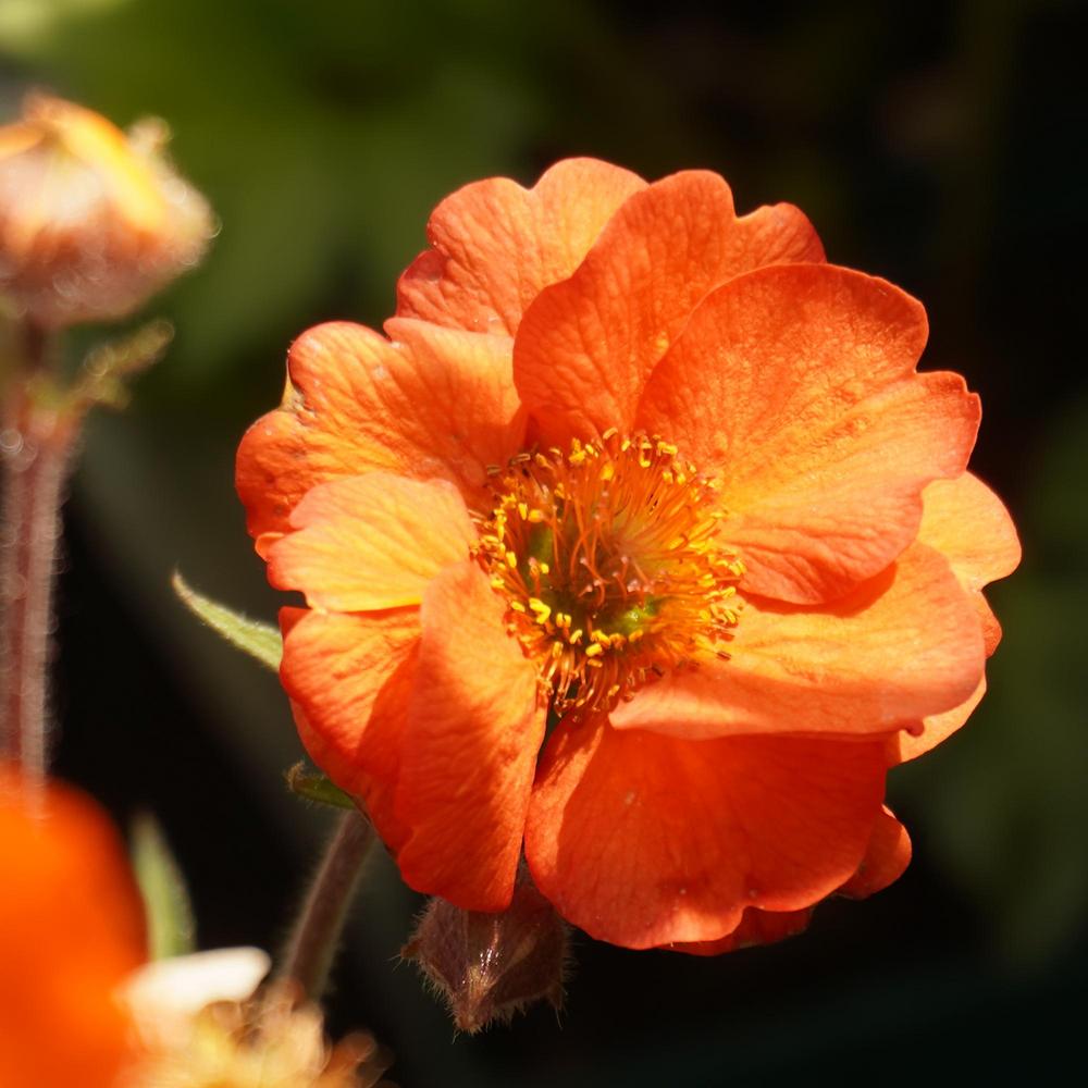Photo of the bloom of Orange Geum (Geum x borisii) posted by D3LL ...