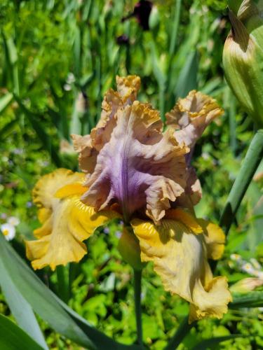 My 2024 iris blooms in the Irises forum - Garden.org