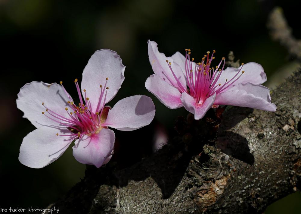 Photo of the bloom of Ornamental Peach (Prunus persica 'Bonfire ...