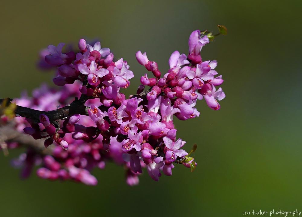 Photo of the bloom of Dwarf Redbud (Cercis canadensis Garden Gems ...
