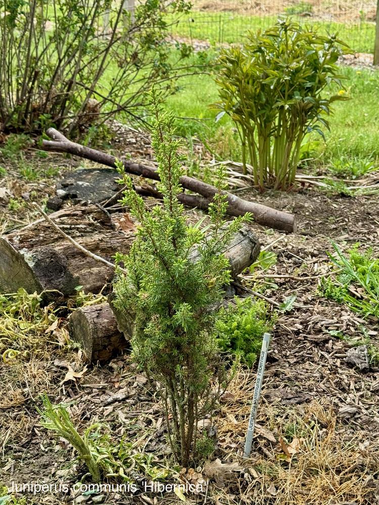 Photo of the entire plant of Common Juniper (Juniperus communis ...