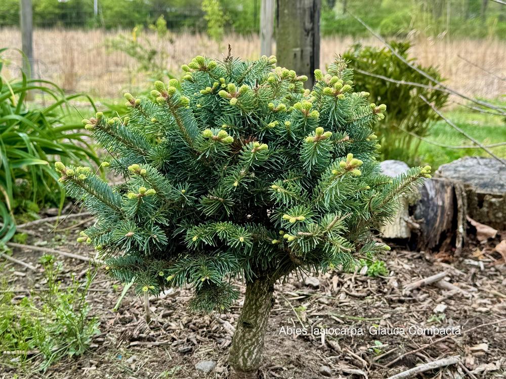 Photo of the entire plant of Dwarf Blue Alpine Fir (Abies lasiocarpa ...
