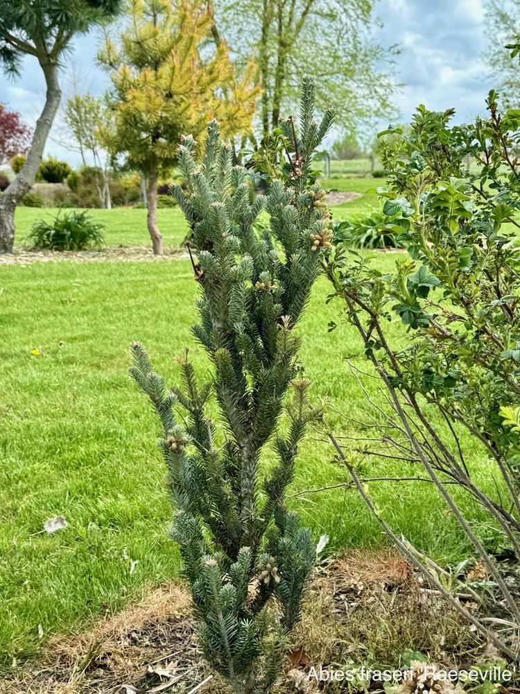 Photo of the entire plant of Fraser Fir (Abies fraseri 'Reeseville ...
