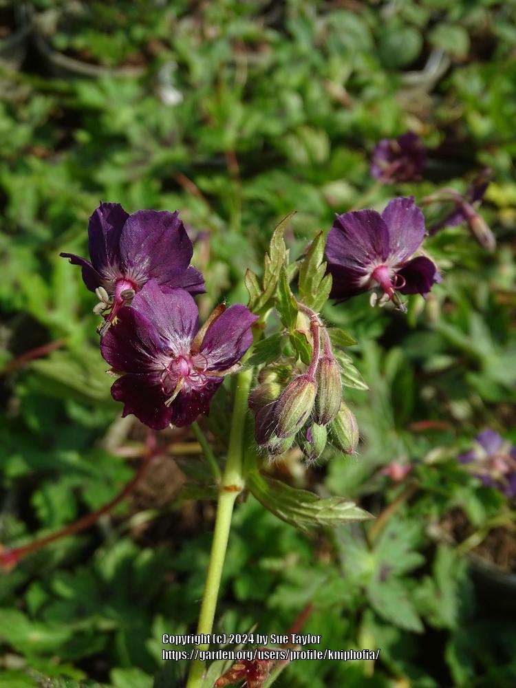 Photo of the bloom of Dusky Cranesbill (Geranium phaeum 'Taff's Jester ...