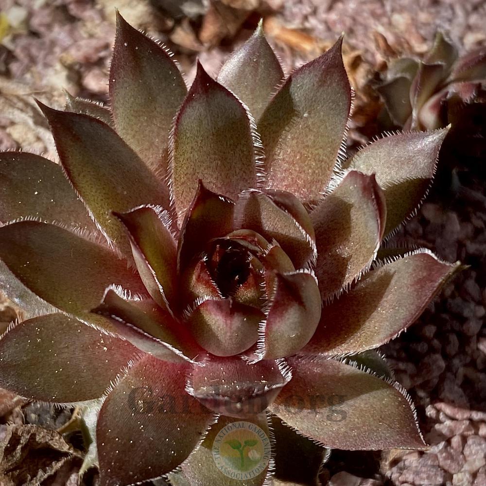 Photo of the entire plant of Hen and chicks (Sempervivum 'Andinn Oriax ...