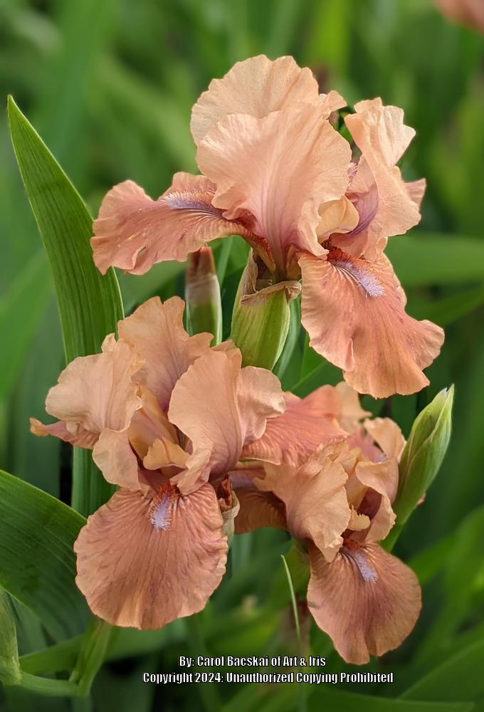 Photo of the bloom of Intermediate Bearded Iris (Iris 'Rust Never ...