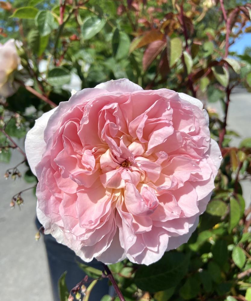 Photo of the bloom of Rose (Rosa 'Silas Marner') posted by Calif_Sue ...