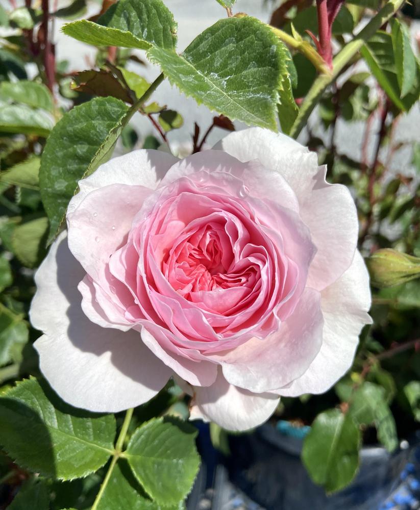 Rose (Rosa 'Silas Marner') in the Roses Database - Garden.org