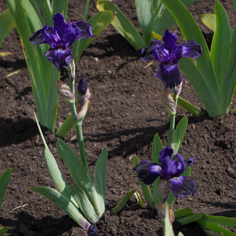 Photo of the entire plant of Intermediate Bearded Iris (Iris 'Star in ...