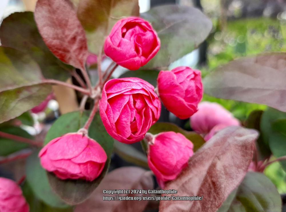 Photo of the closeup of buds, sepals and receptacles of Flowering ...