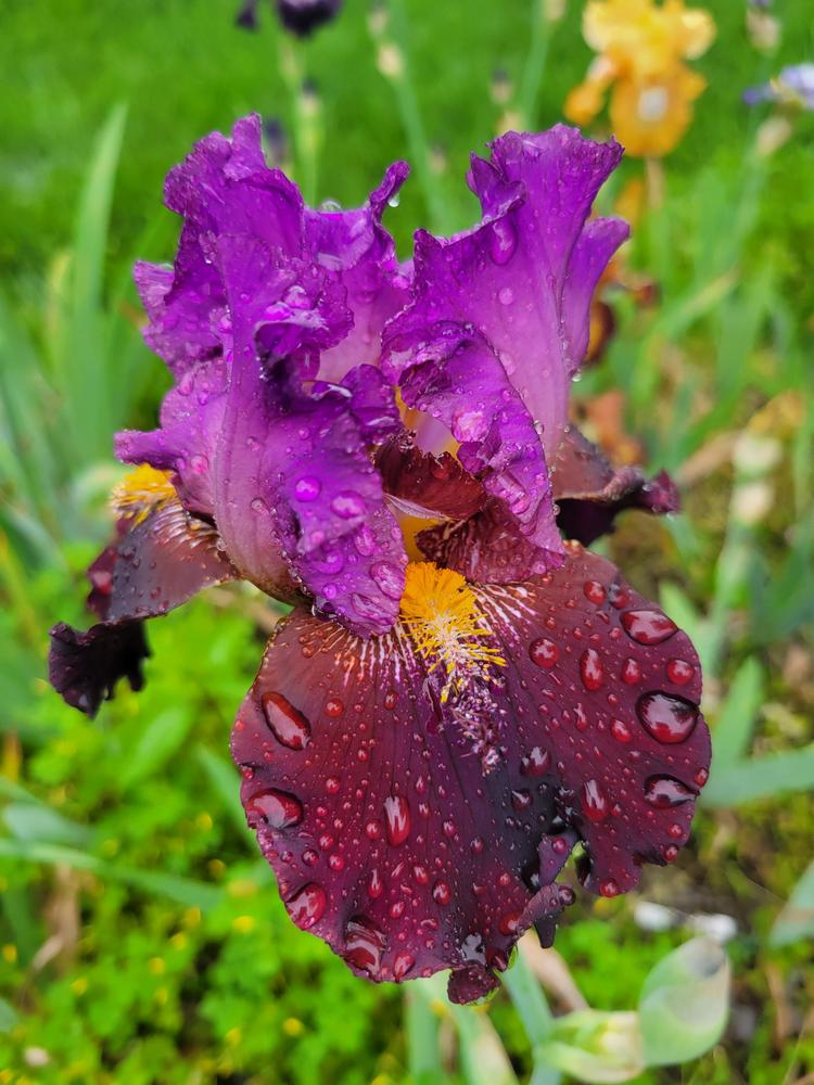 Tall Bearded Iris (Iris 'Mighty Mad') in the Irises Database - Garden.org