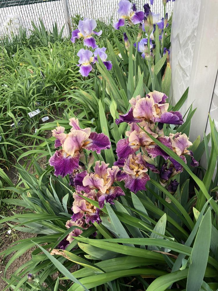 Photo of the entire plant of Tall Bearded Iris (Iris 'Let's Be Friends ...