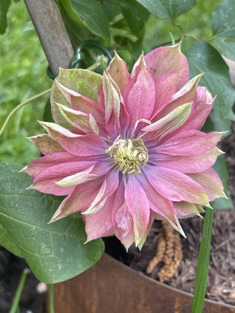 Clematis 'Little Mermaid' in the Clematis Database - Garden.org