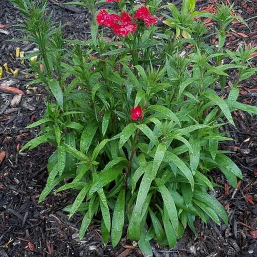 Dianthus (Dianthus barbatus Rockin'™ Rose) in the Dianthus Database ...