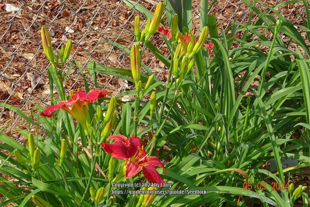 Photo of the entire plant of Daylily (Hemerocallis 'Webster's Red ...